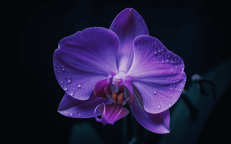 PURPLE in Different Languages: 242+ Global Translations - TheTalkList